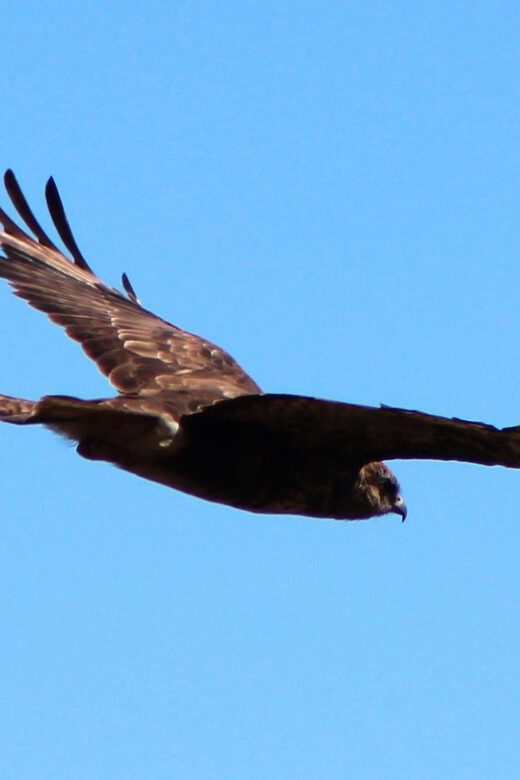 Bird Watching The Raptors - Who Should Skip This Tour?