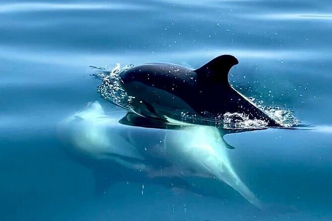 Boat Trip for Dolphin Watching along the Arrabida Coast and Sesimbra