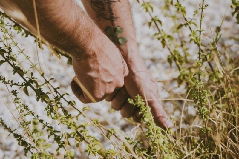 Botanical workshop & Nepeta's bitters tasting in Val di Noto