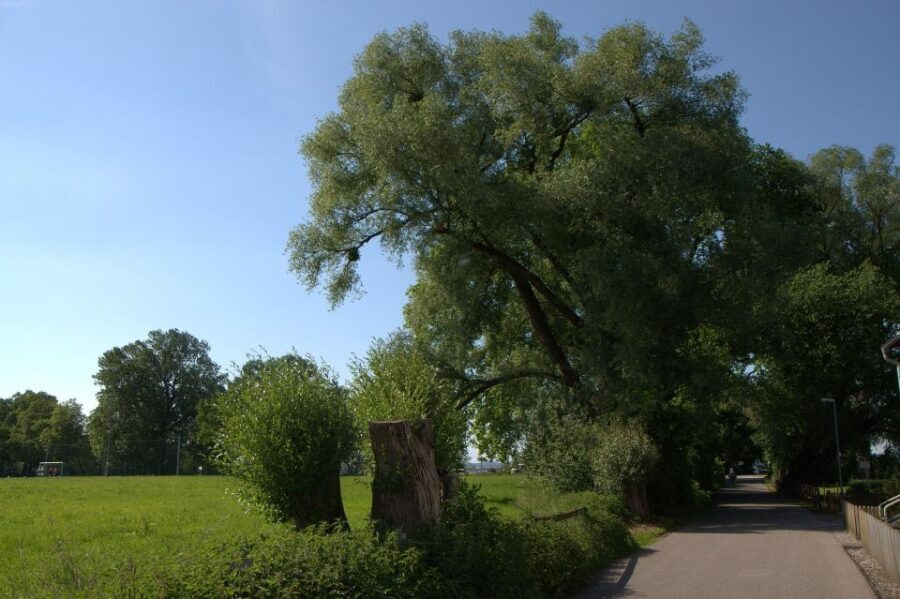 Bregenz - Historic Guided walking tour - What Makes It Valuable