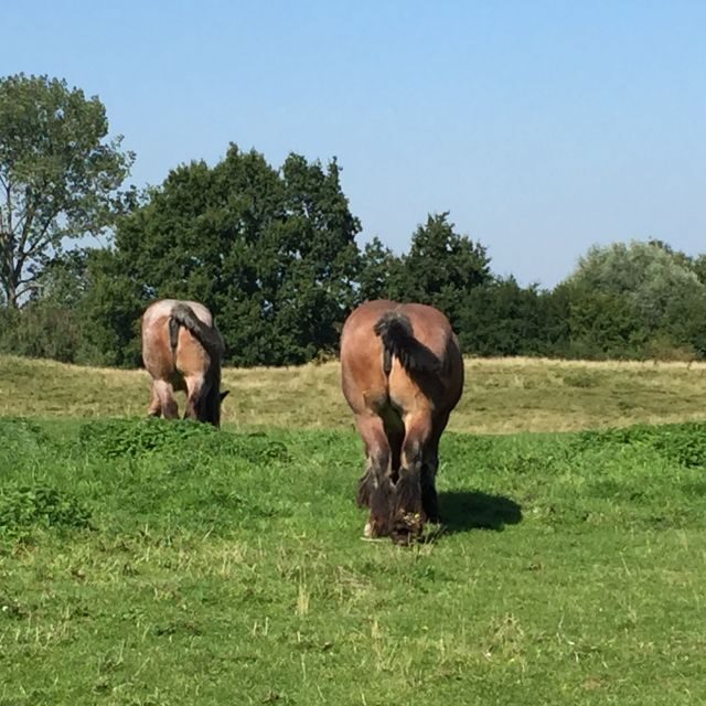 Bruges: Flatlands Guided Bike Tour