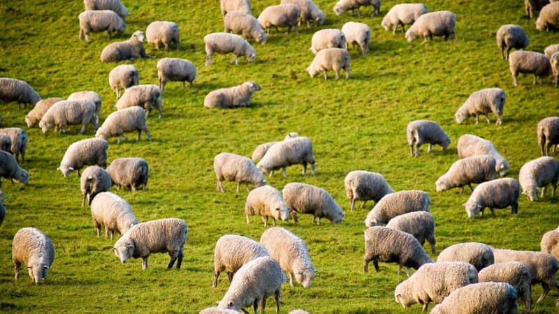 Burgos: sheep milking experience