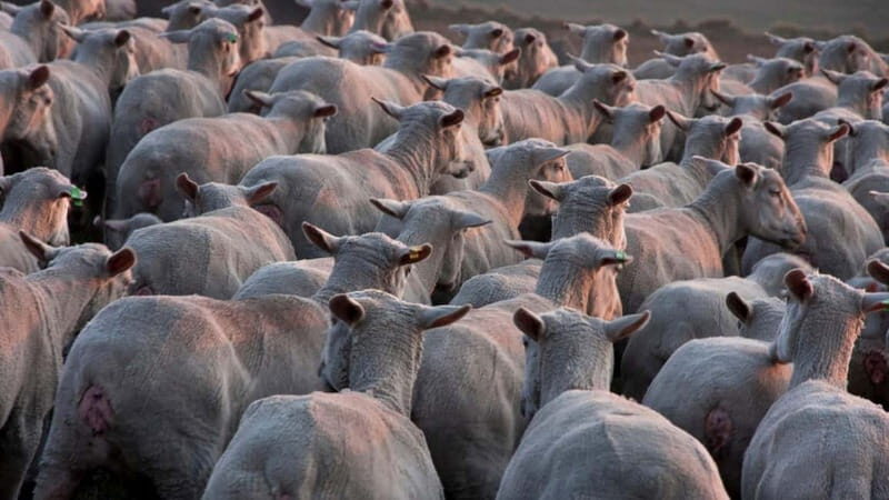 Burgos: sheep shearing experience