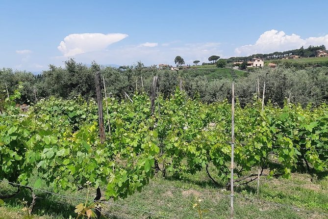 Castelli Romani wine Tour - The Experience: What You Can Expect on the Castelli Romani Wine Tour