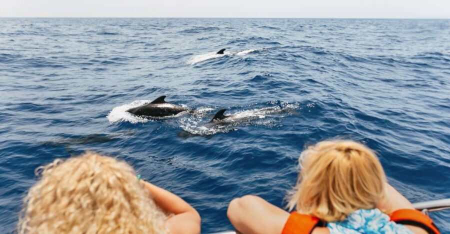 Costa Adeje: Whale Watching Catamaran Tour with Drinks