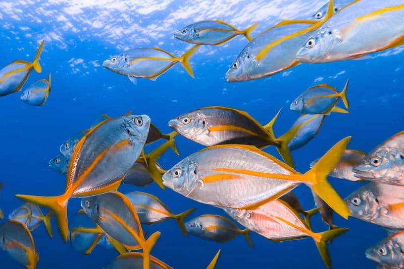 Costa Teguise: Guided 2-hour Snorkeling Tour for all levels