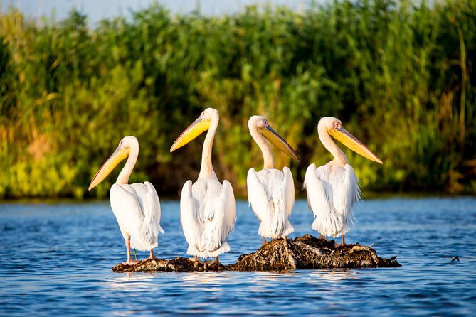 Day Trip from Bucharest to Danube Delta - An Authentic Day in Europe’s Second-Largest Delta