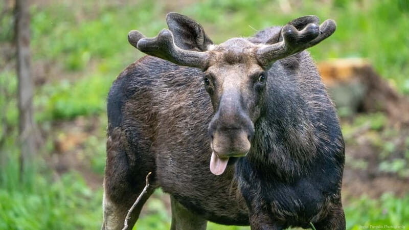 Day Trip To Gauja National Park: Animals, and Castles