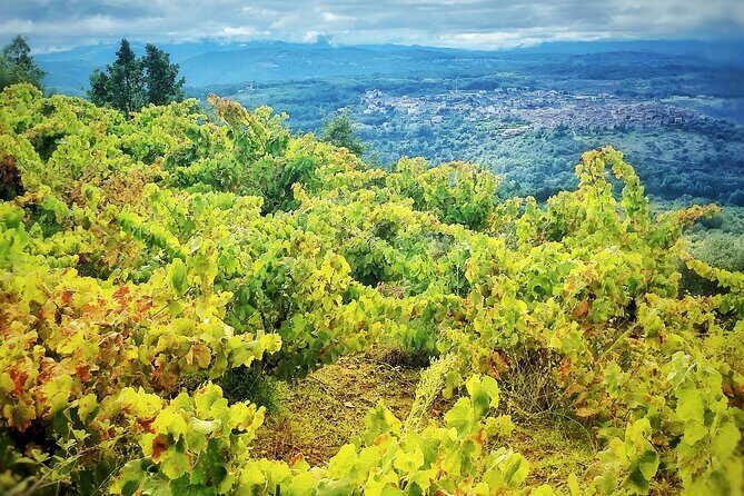 Discover the unique wine and villages of the Sierra de Salamanca