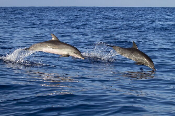 Dolphin watching and wildlife from Faro