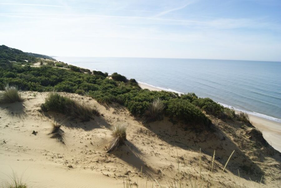 Doñana National Park Off-Road Tour from Seville