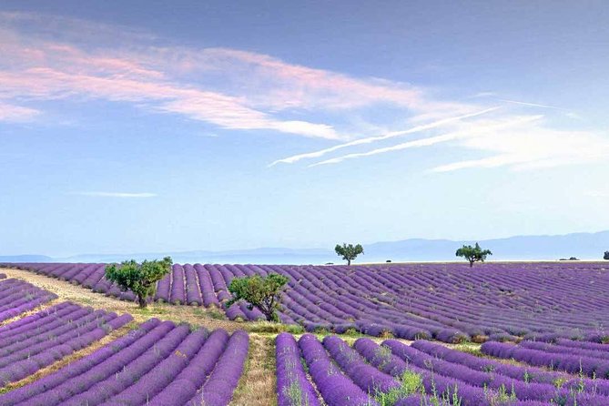 Dream of women-Lavender fields, wines tasting, lunch in Provence