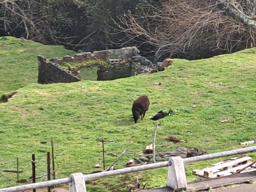 EAST MADEIRA:,Peaks, Forest walk,Thatched Roofs, Rum factory - Detailed Itinerary and What to Expect