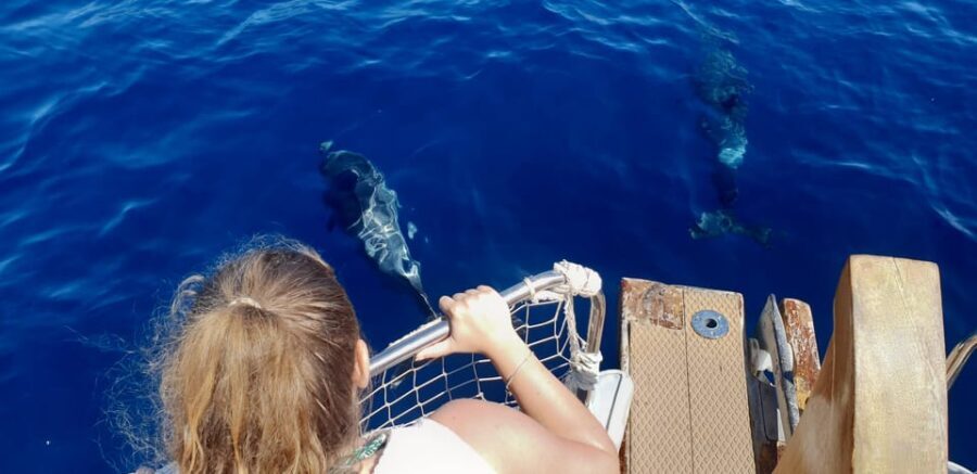 Estepona: Dolphin Search Boat Trip with Drink and Snacks