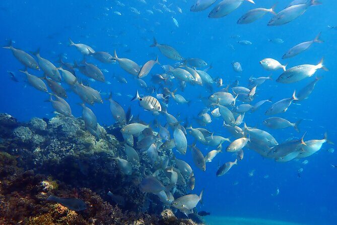 Experience 2-Hour Guided Snorkelling in Costa Teguise Lanzarote