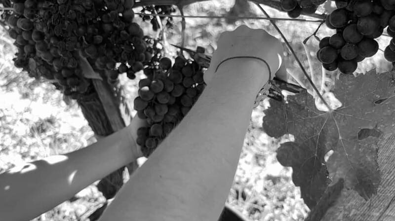 Exploration Oenologique au Château Labrie St Emilion GC