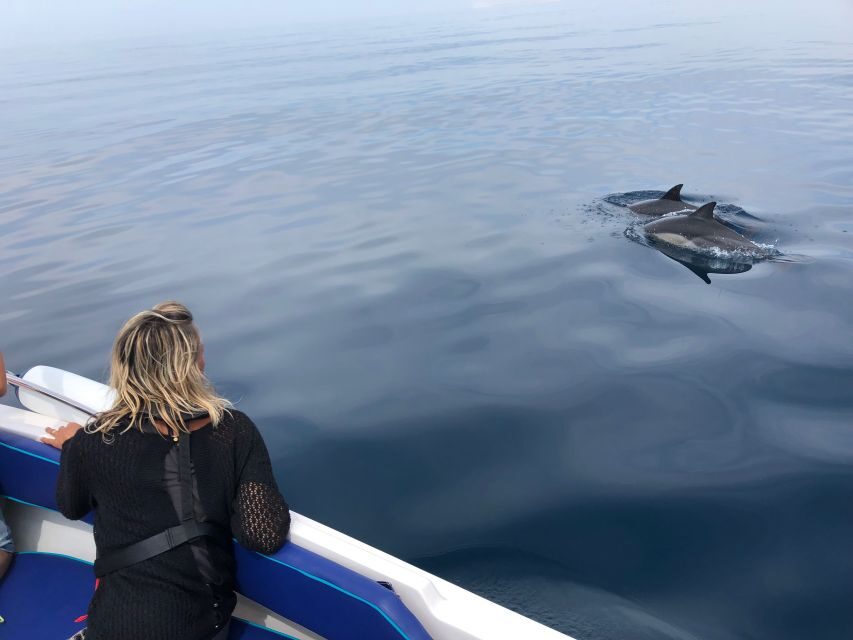 Faro: Dolphin and Wildlife Watching in the Atlantic Ocean