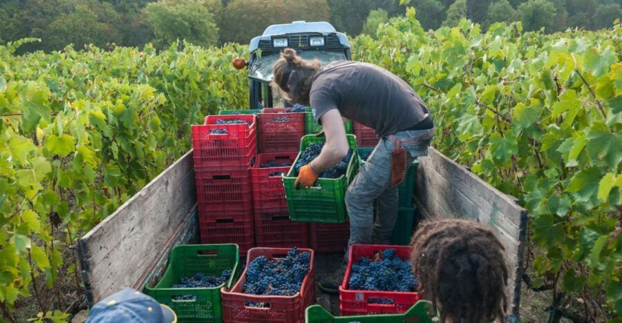 Florence: Chianti Classico Wine Region PRIVATE Tasting Trip - Exploring Greve in Chianti