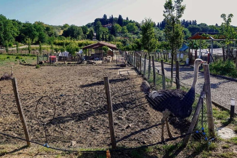 Florence: Horse Ride & Chianti Farm Meal - The Value of the Experience