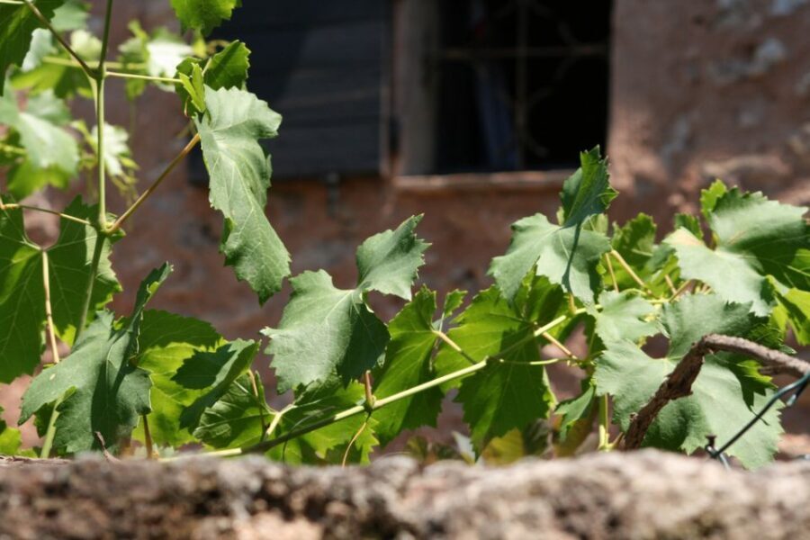 French Riviera: Provencal Wine Tour