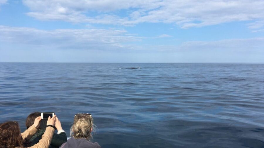 From Cala Gonone: naturalistic excursion on a RIB