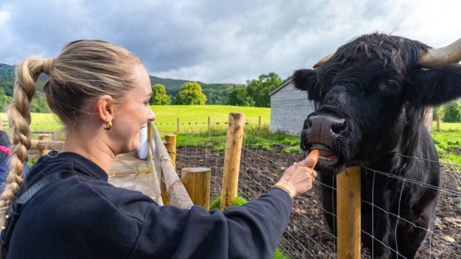 From Inverness: Cawdor Castle, Clava Cairns & The Cairngorms - The Practicalities: Transport, Timing, and Value