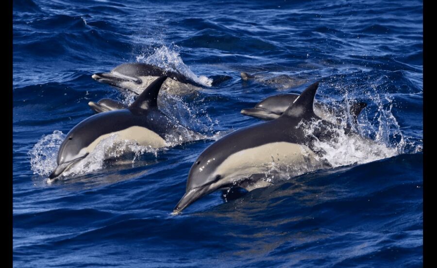 From Malaga: Guided tour in Tarifa with whale-watching and dolphin watching