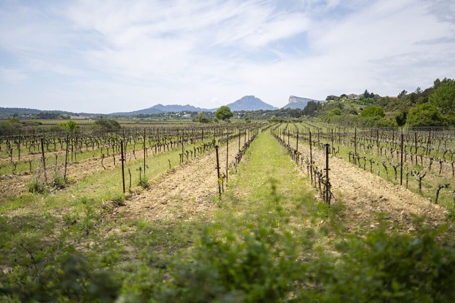 From Montpellier: Half-Day Vineyard & Pic Saint-Loup Tour