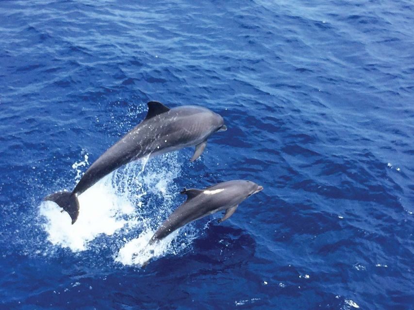 From Palma: 3-Hour Morning Dolphin Watching Boat Tour