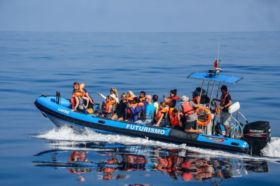 From Ponta Delgada: Whale and Dolphin Watching Trip