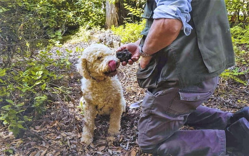 From Rome: Truffle Hunt and Wine Tasting in Umbria - A Closer Look at the Tour Experience