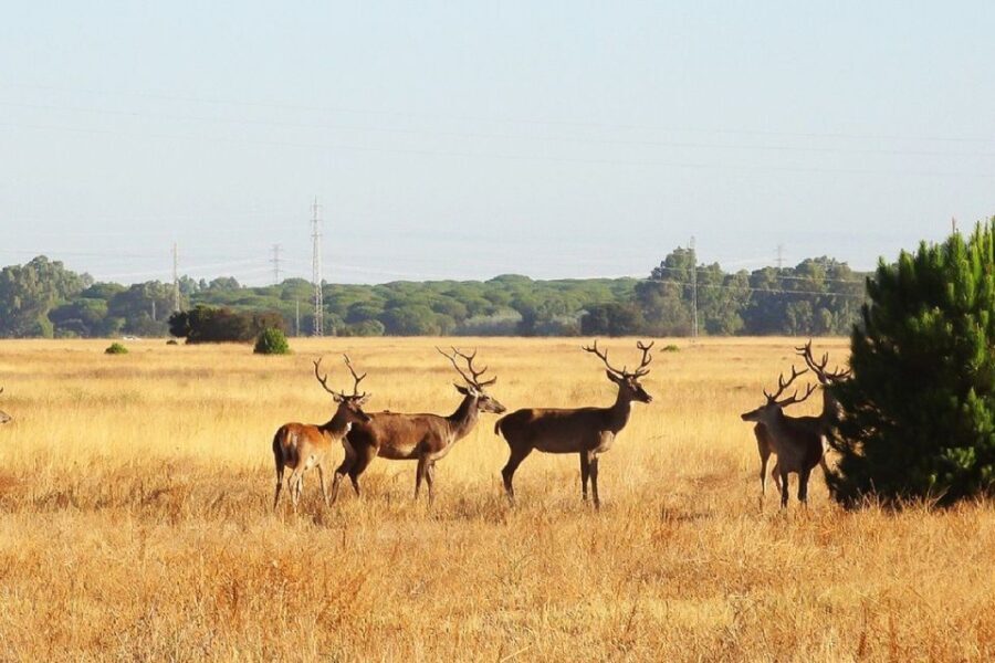 From Seville: Doñana National Park Day Trip