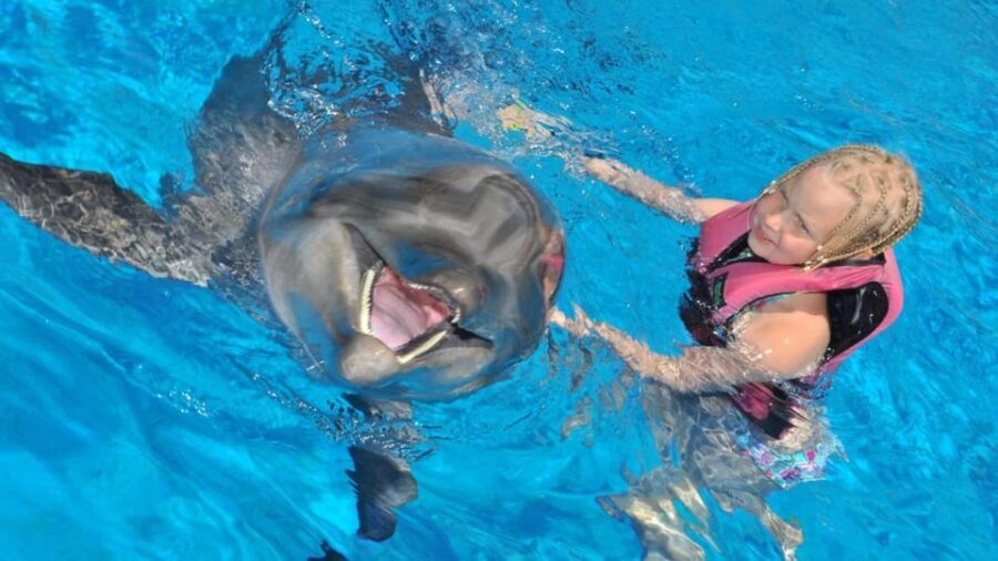From Side Dolphin and Seal Show Ticket with Hotel Transfers