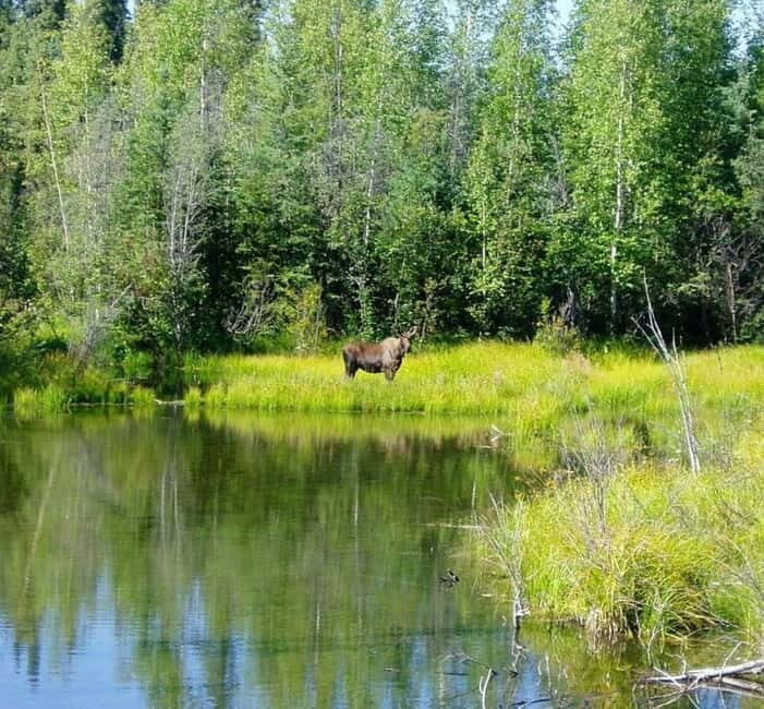From Stockholm: Moose & Wildlife Safari with Campfire Dinner