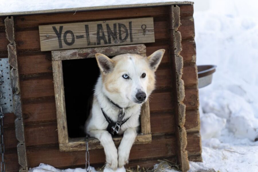 From Tromsø: Fun and Easy Dog Sledding Adventure