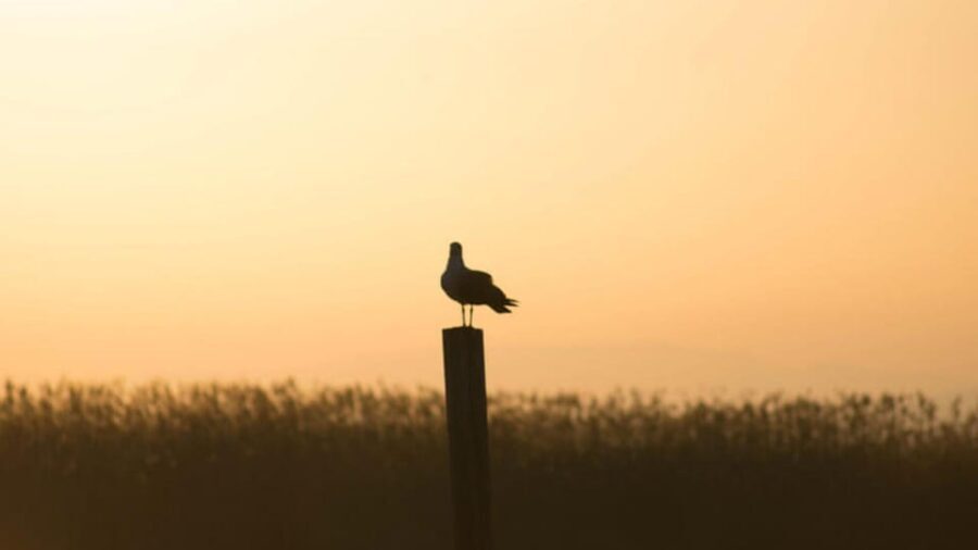 From Valencia: Albufera Day Trip with Boat Tour and Transfer
