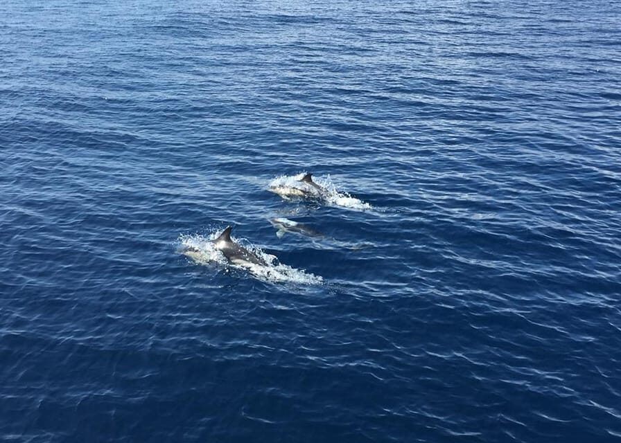 Fuerteventura: Whale & Dolphin Watching Boat Tour with Guide