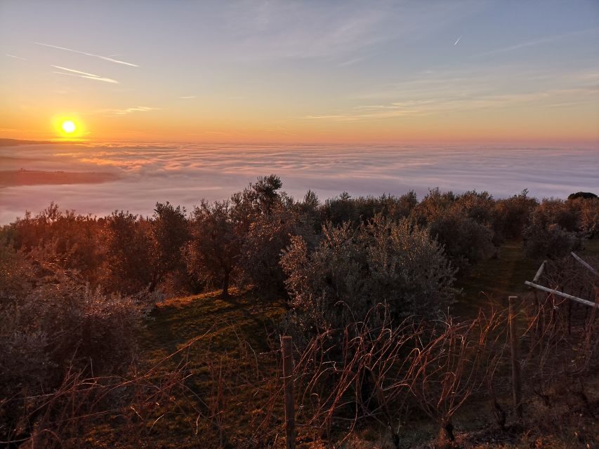 Fumane: Olive oil tasting on the hills of Valpolicella