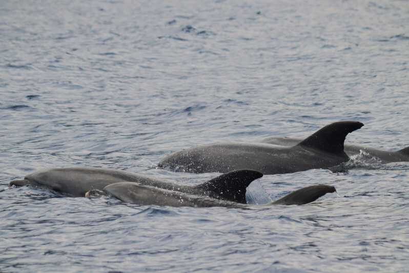 Funchal: Guarantee Wild Dolphin&Whale Watching by RIB