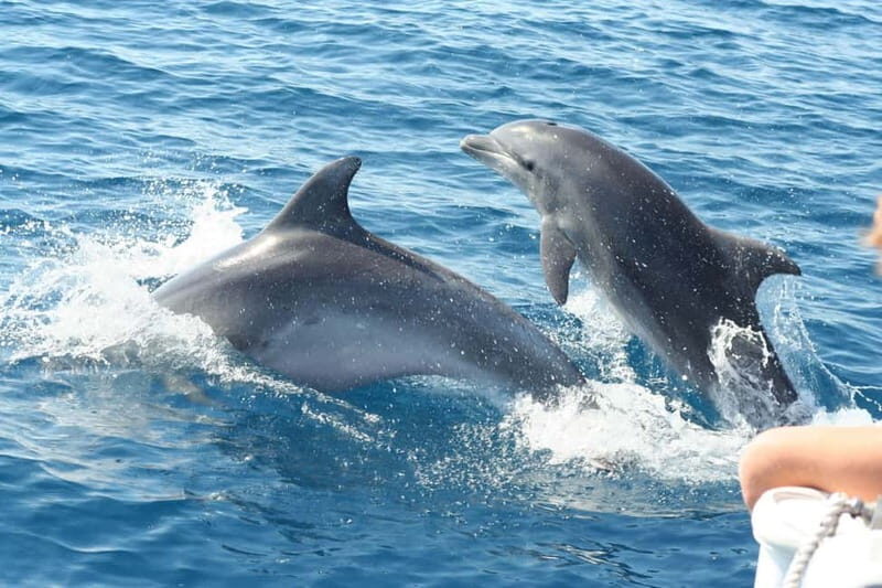 Giardini Naxos: Dolphin Catamaran Sunset Tour with Aperetif