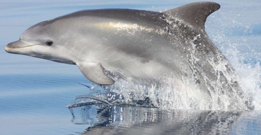 Golfo Aranci: Eco-Friendly Dolphin Watching Boat Trip