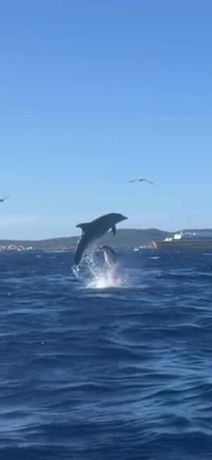 Golfo Aranci tour SUP Paddleboard Dolphin watching, aperitif