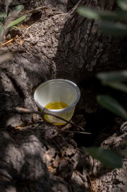 Guided oil tasting with tour of olive grove in Agrigento - An In-Depth Look at the Tour