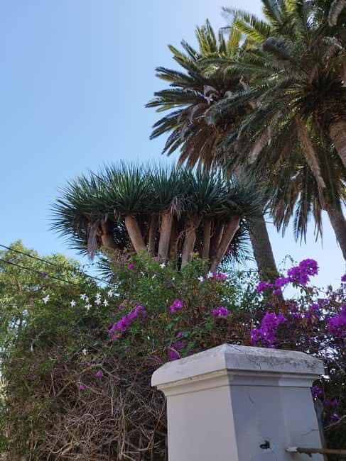 Guided walking tour in La Orotava 1:30 min, Tenerife