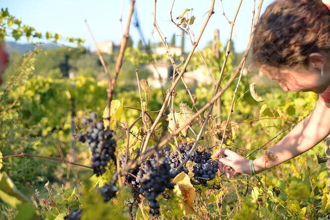 Hike & Wine Tour