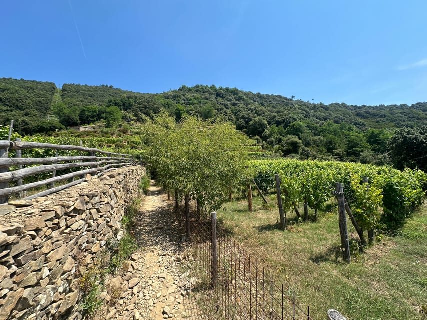 Hiking and wine tasting experience