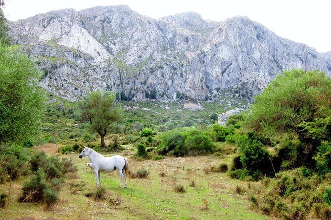 Hiking Private Tour in Pollensa