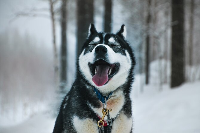 Husky Adventure with 6-10km Safari in Lapland - Introduction: What to Expect from the Husky Adventure in Lapland