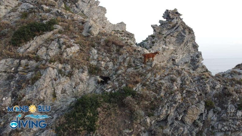 Incantevole Tour al tramonto con sosta a Praia i Focu - FAQ