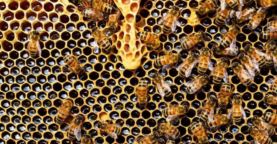Kefalonia:Private Olive Oil, Honey & Wine Tasting Experience